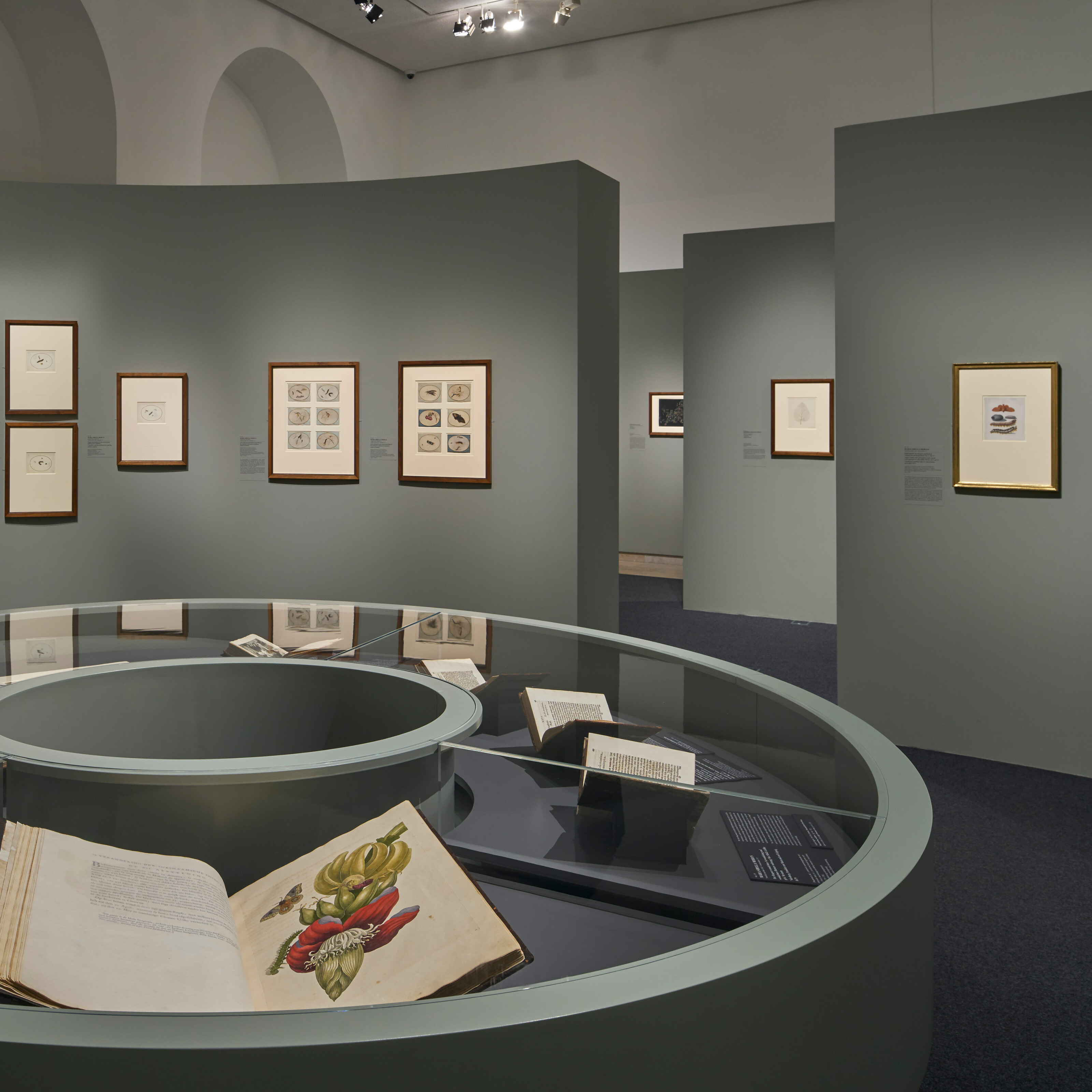 Bach Dolder — Maria Sibylla Merian